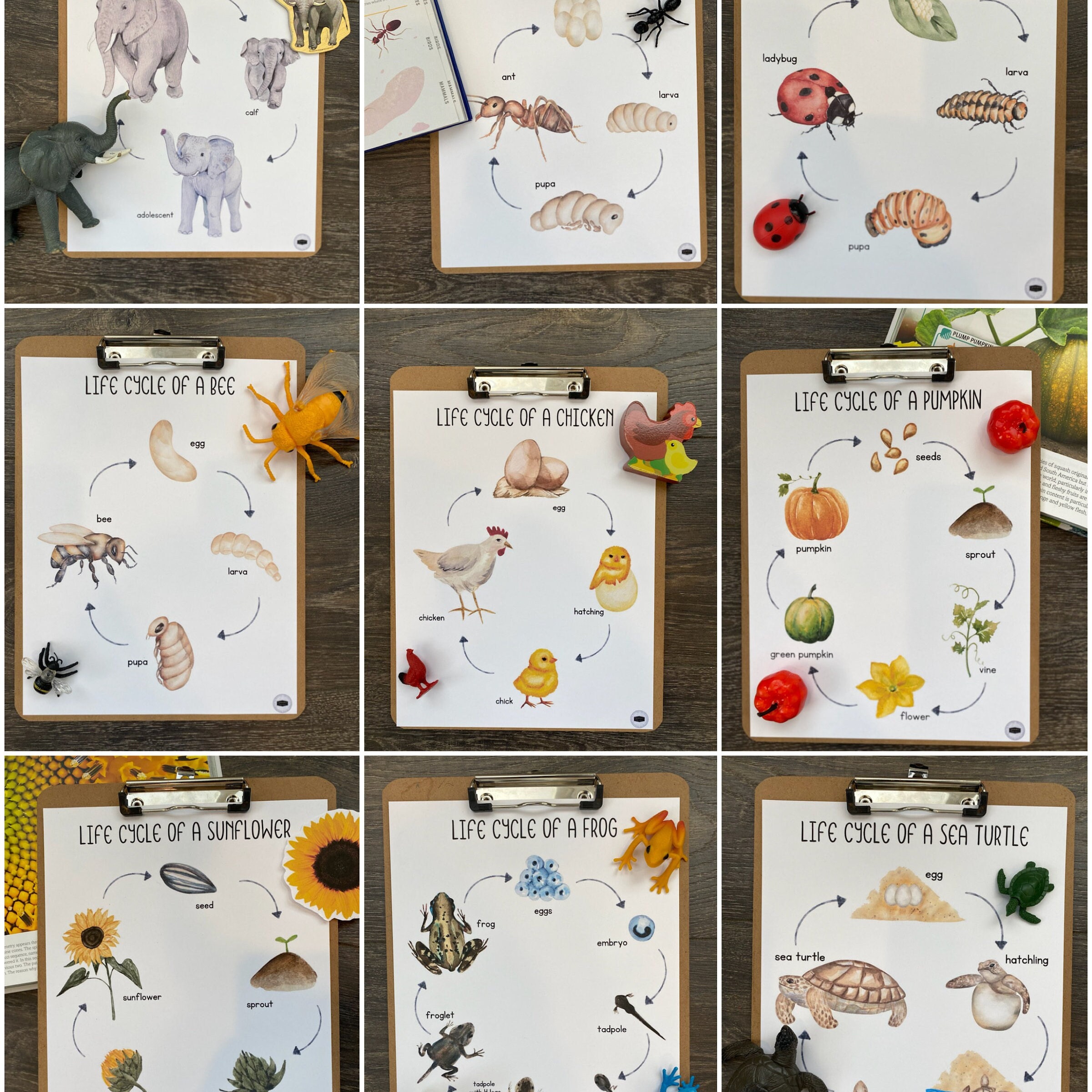 Life Cycle Posters Pack - Etsy