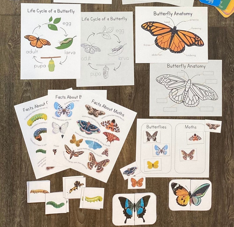 Butterfly Learning Unit: Life Cycle, Anatomy, Matching (digital ...