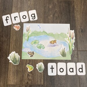 Frogs & Toads Mini Unit - Etsy