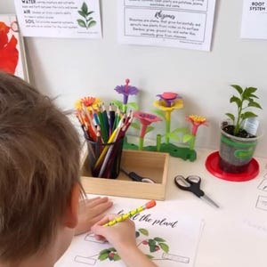 Plants and Seeds Unit - Etsy