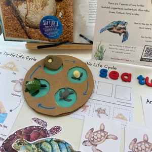 Sea Turtles Mini Science Unit, Sea Turtles Unit, Sea Turtles - Etsy