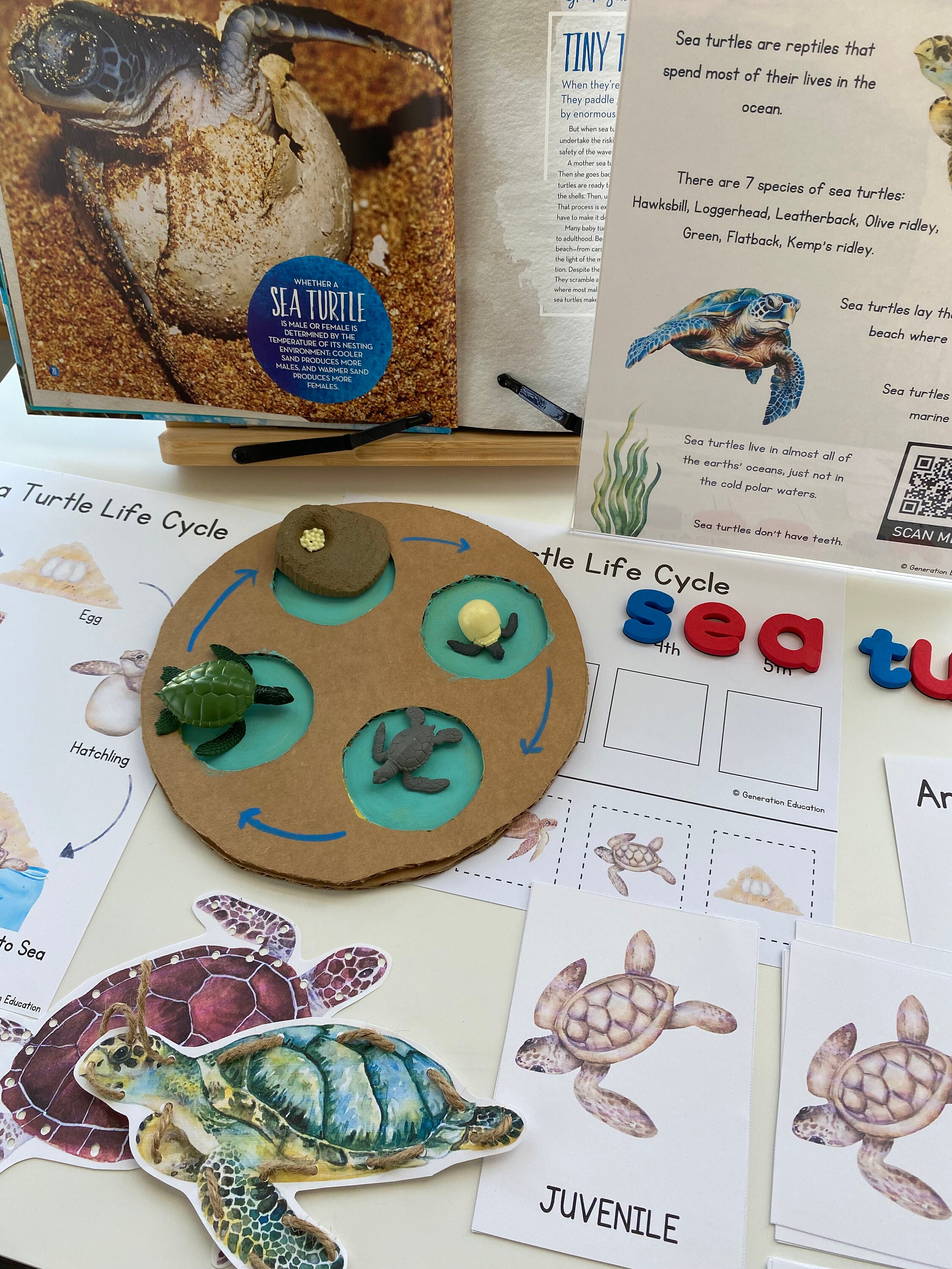 Sea Turtles Mini Science Unit Sea Turtles Unit Sea Turtles - Etsy