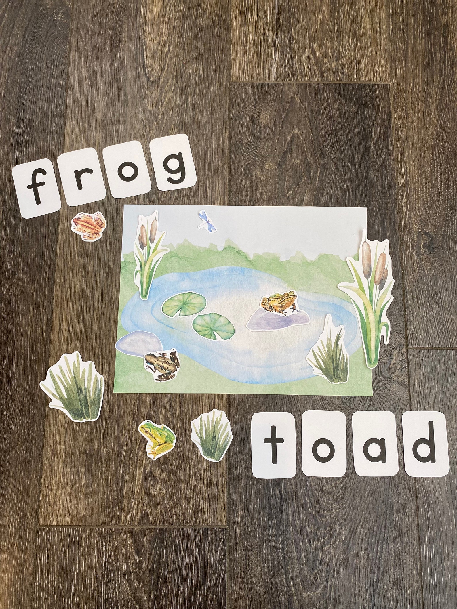 Frogs & Toads Mini Unit - Etsy