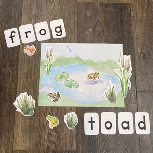 Frogs & Toads Mini Unit - Etsy