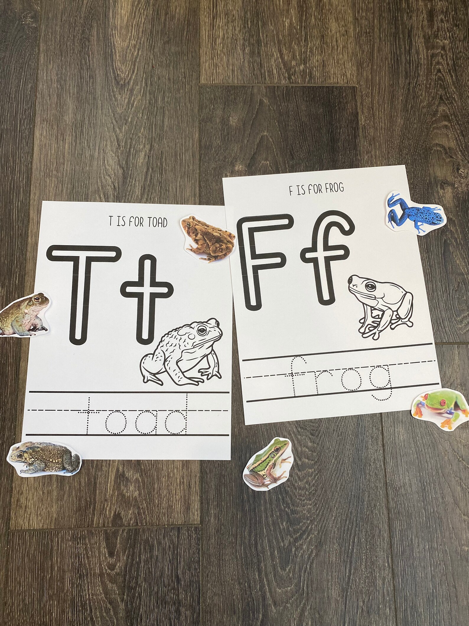 Frogs & Toads Mini Unit - Etsy