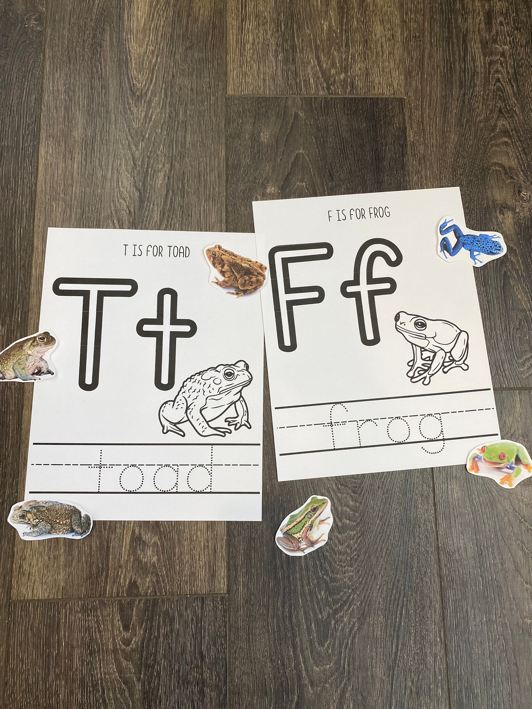 Frogs & Toads Mini Unit - Etsy
