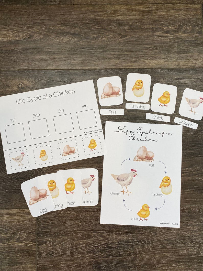 Birds Mini Science Unit - Etsy