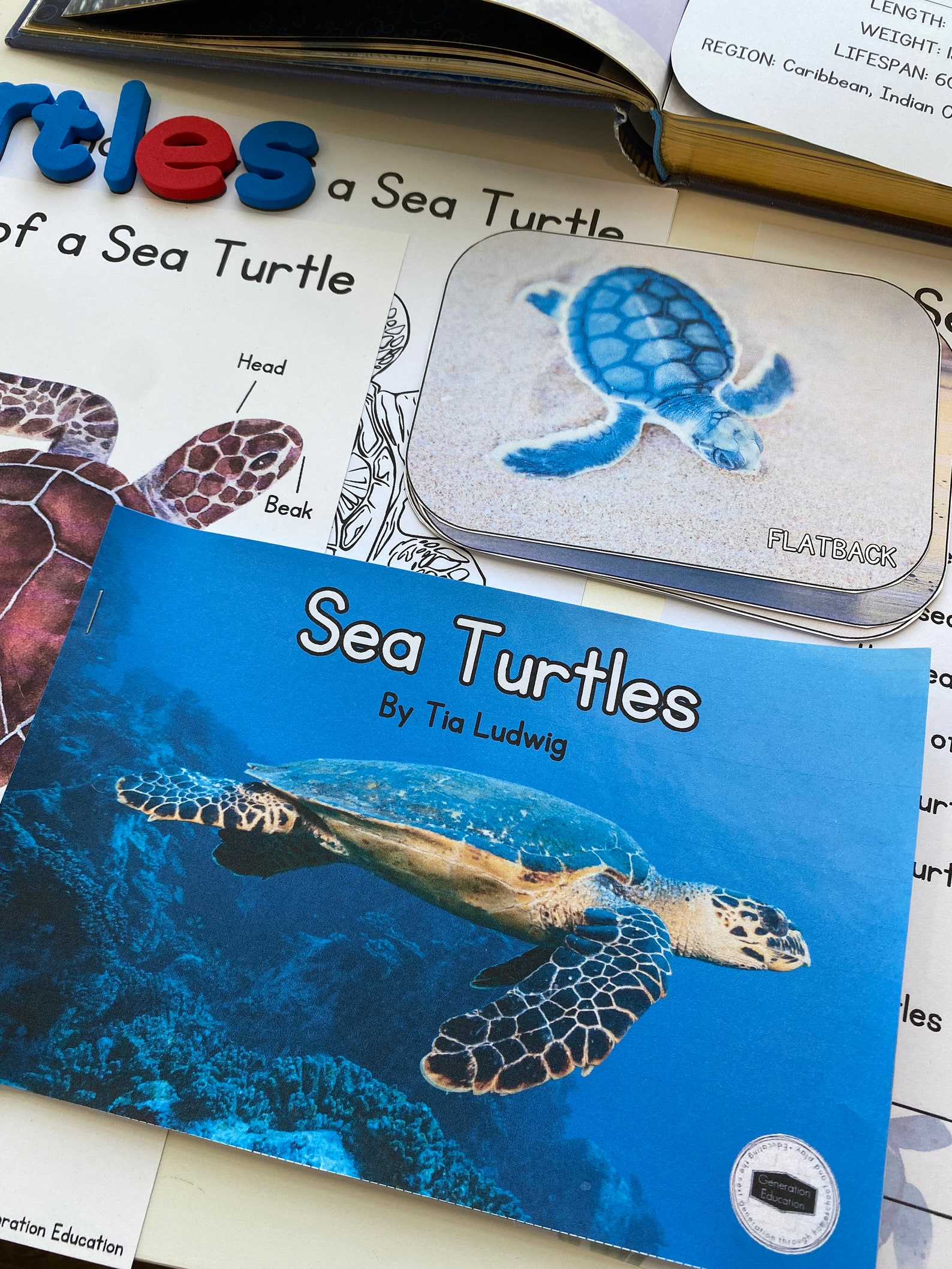 Sea Turtles Mini Science Unit, Sea Turtles Unit, Sea Turtles - Etsy
