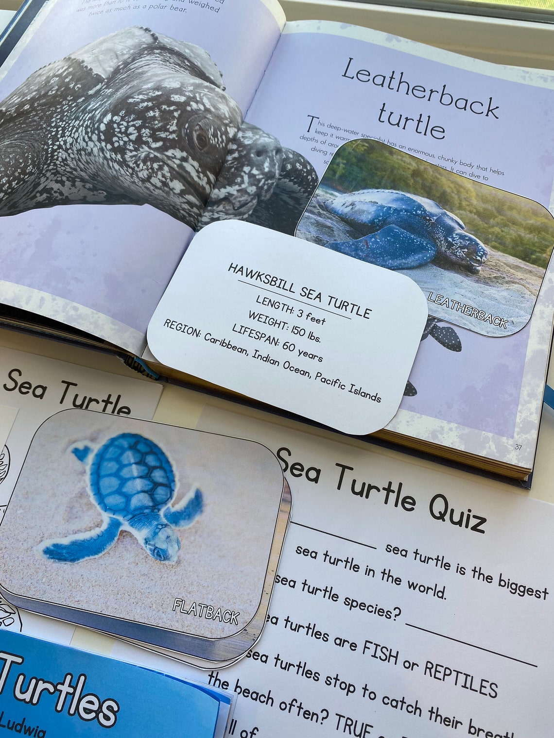 Sea Turtle Mini Science Unit: Montessori Life Cycle Cards (digital ...