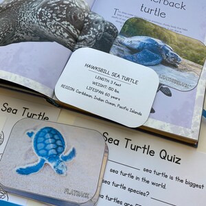 Sea Turtles Mini Science Unit, Sea Turtles Unit, Sea Turtles - Etsy