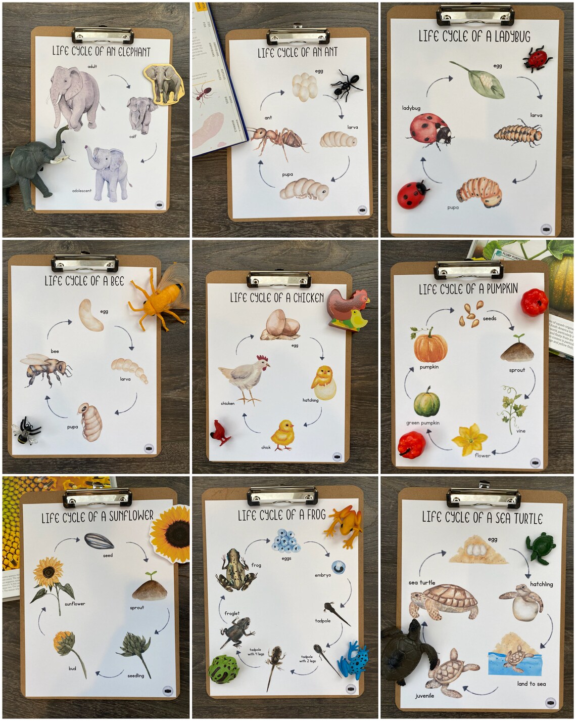 Life Cycle Posters Pack - Etsy