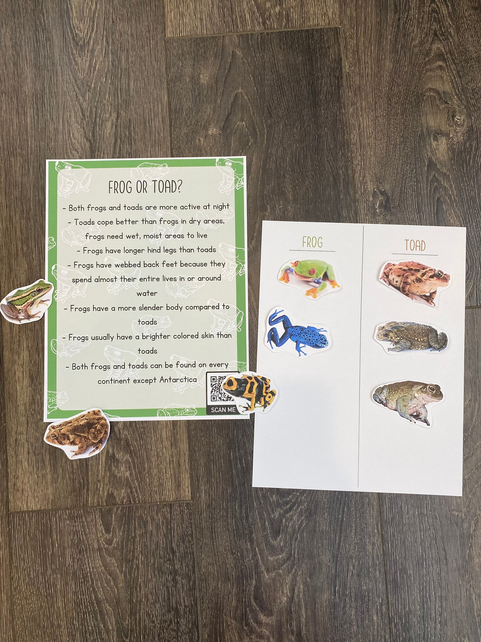 Frogs & Toads Mini Unit - Etsy