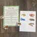 Frogs & Toads Mini Unit - Etsy