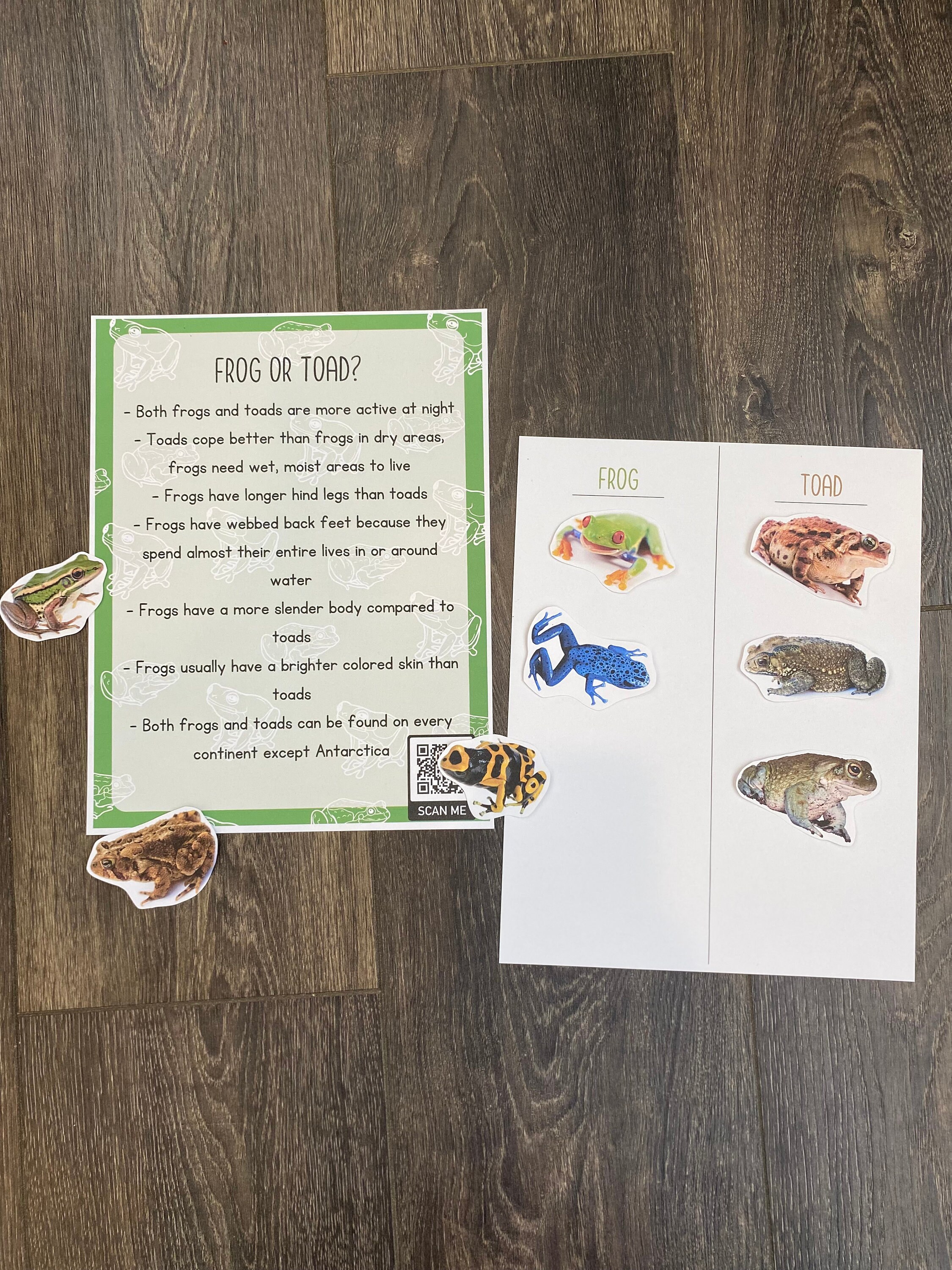 Frogs & Toads Mini Unit - Etsy