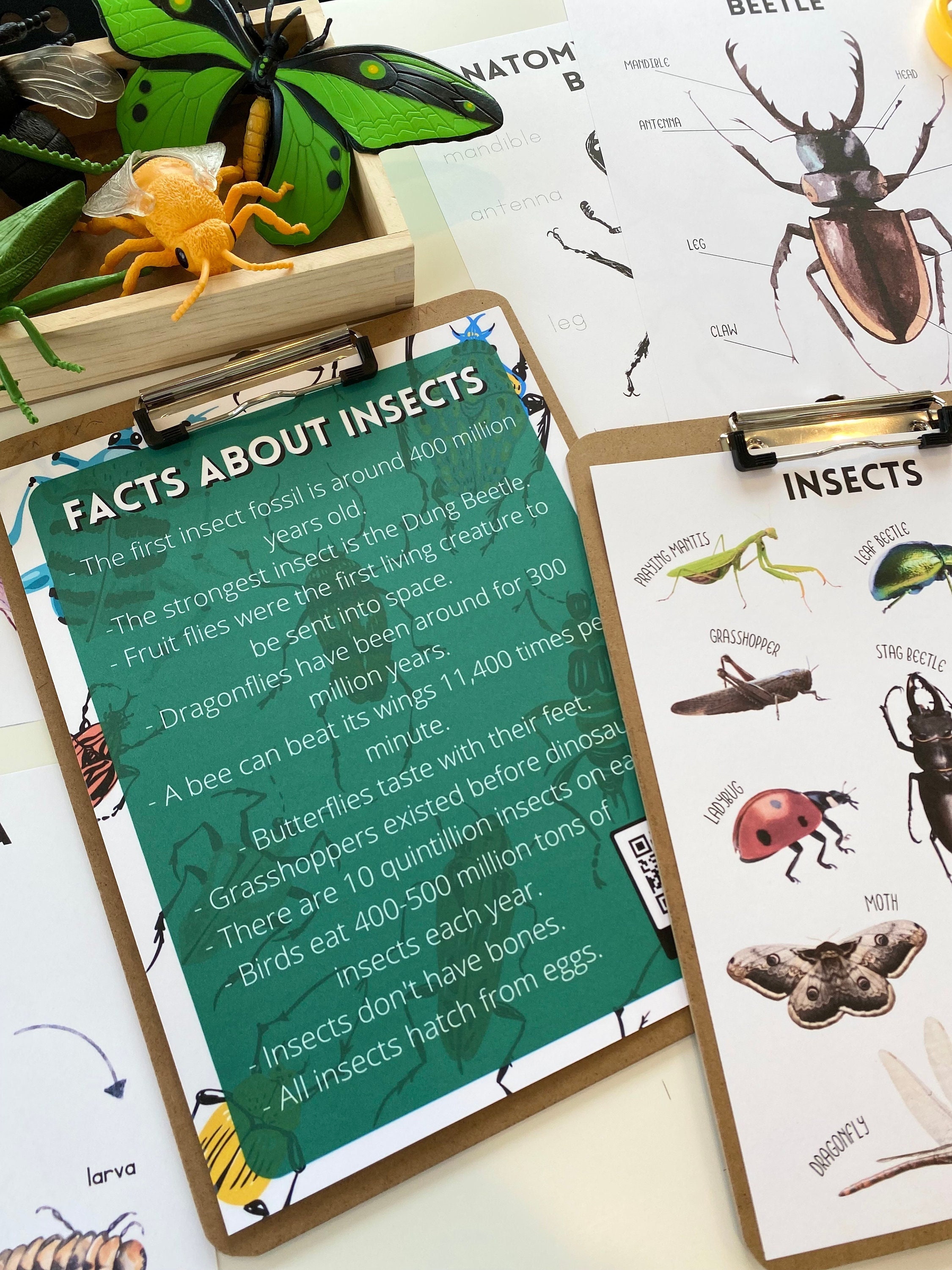 Insects Mini Science Unit - Etsy