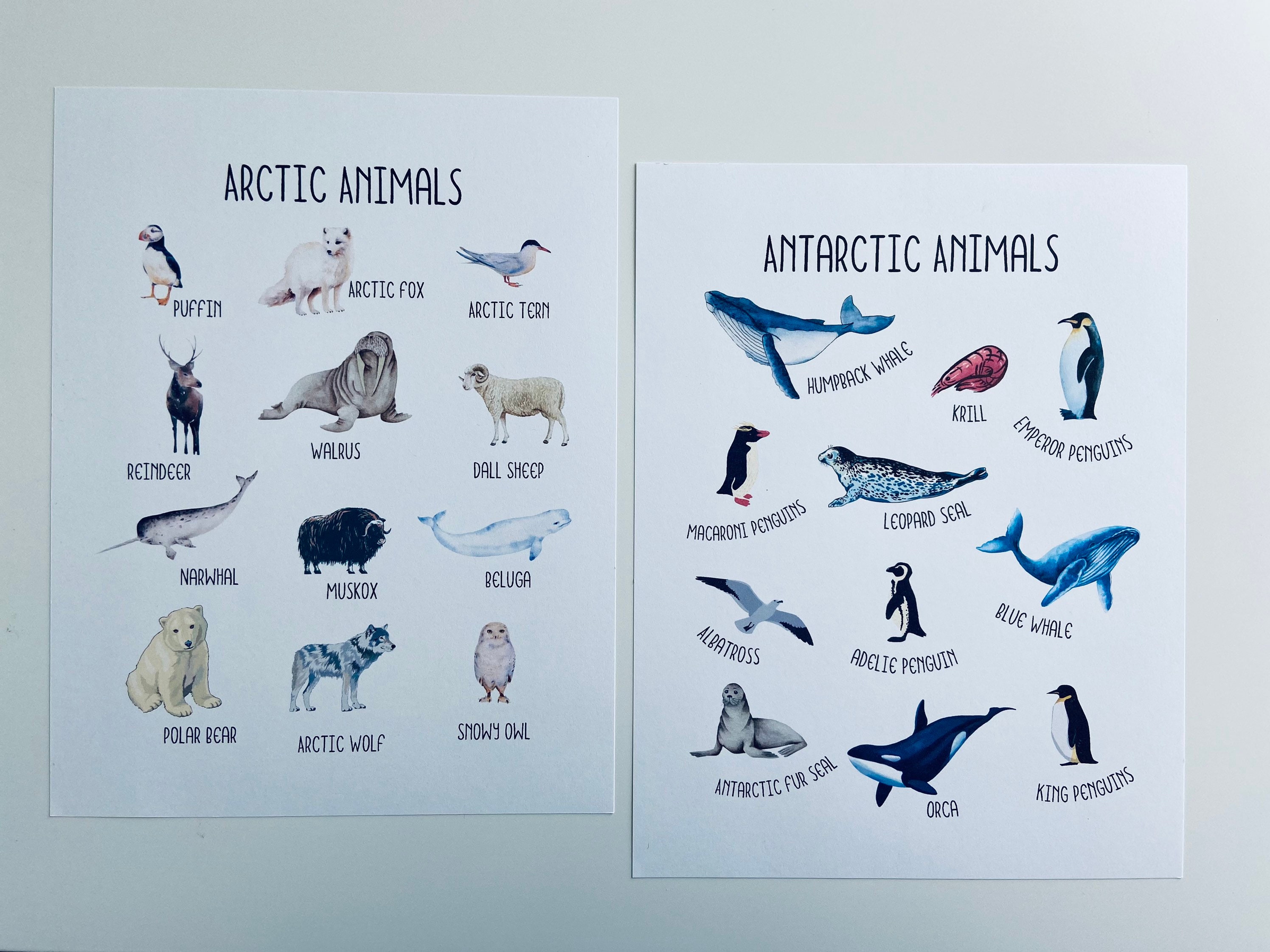 Printable Polar Animals Science Unit - Etsy