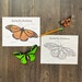 Butterfly Learning Unit: Life Cycle, Anatomy, Matching (digital ...