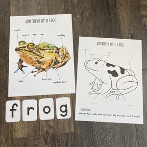 Frogs & Toads Mini Unit - Etsy