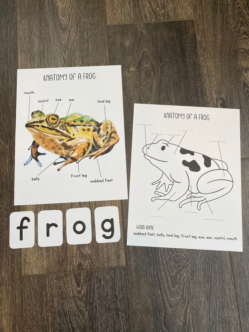 Frogs & Toads Mini Unit - Etsy