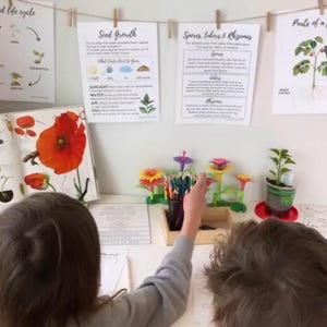 Plants and Seeds Unit - Etsy