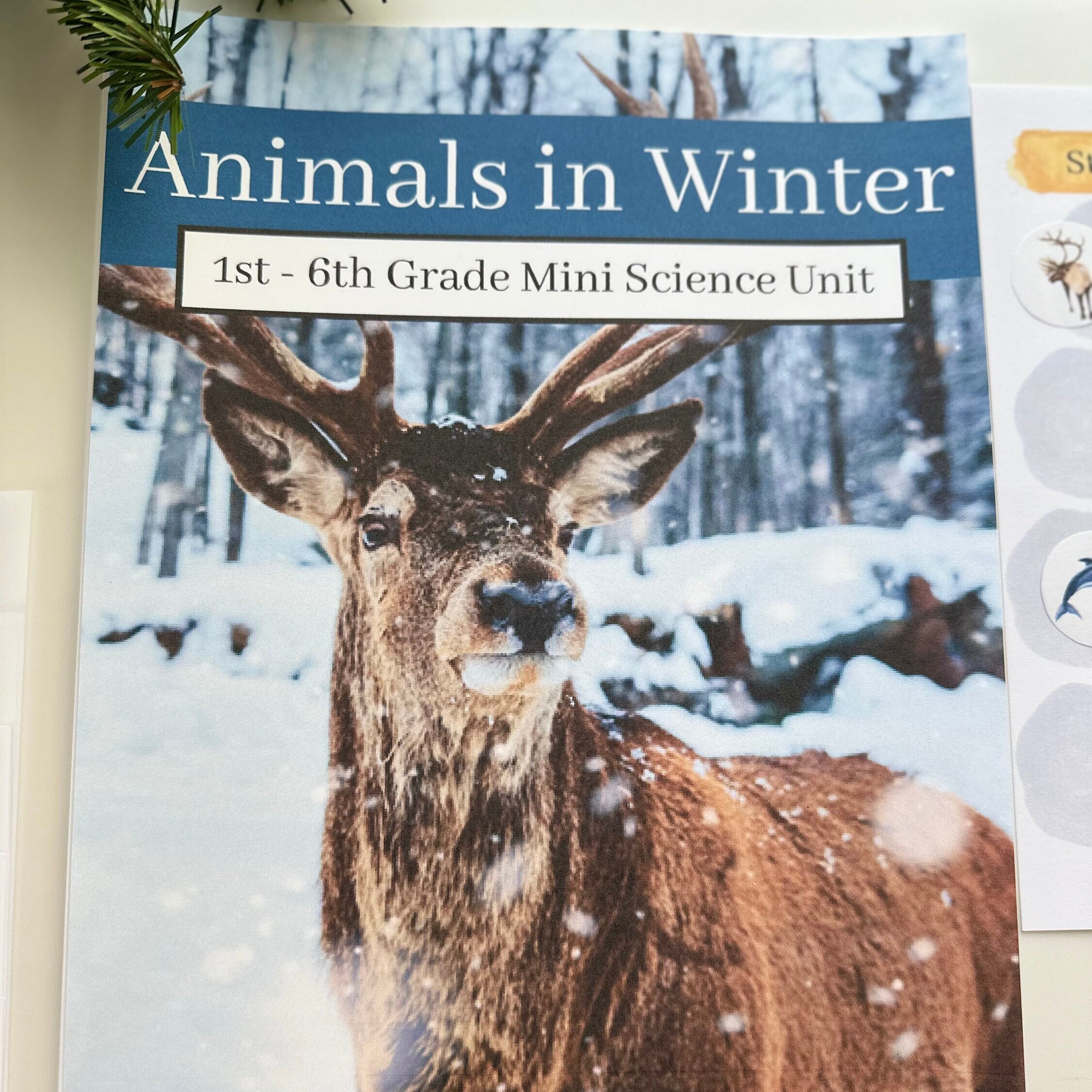 Animals in Winter Unit - Etsy