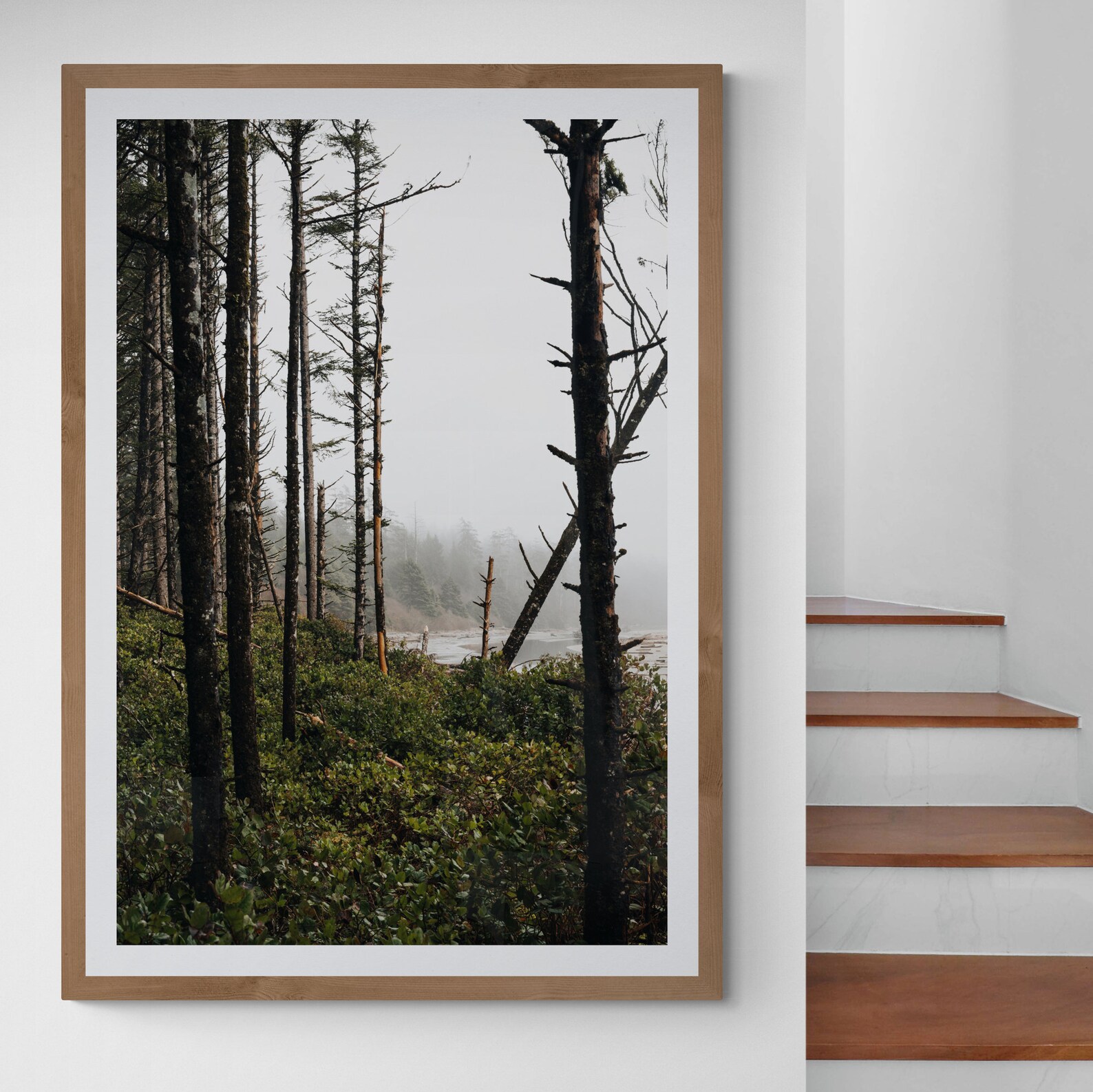 Rainforest Trail Tofino Print | Pacific Rim National Park, British ...