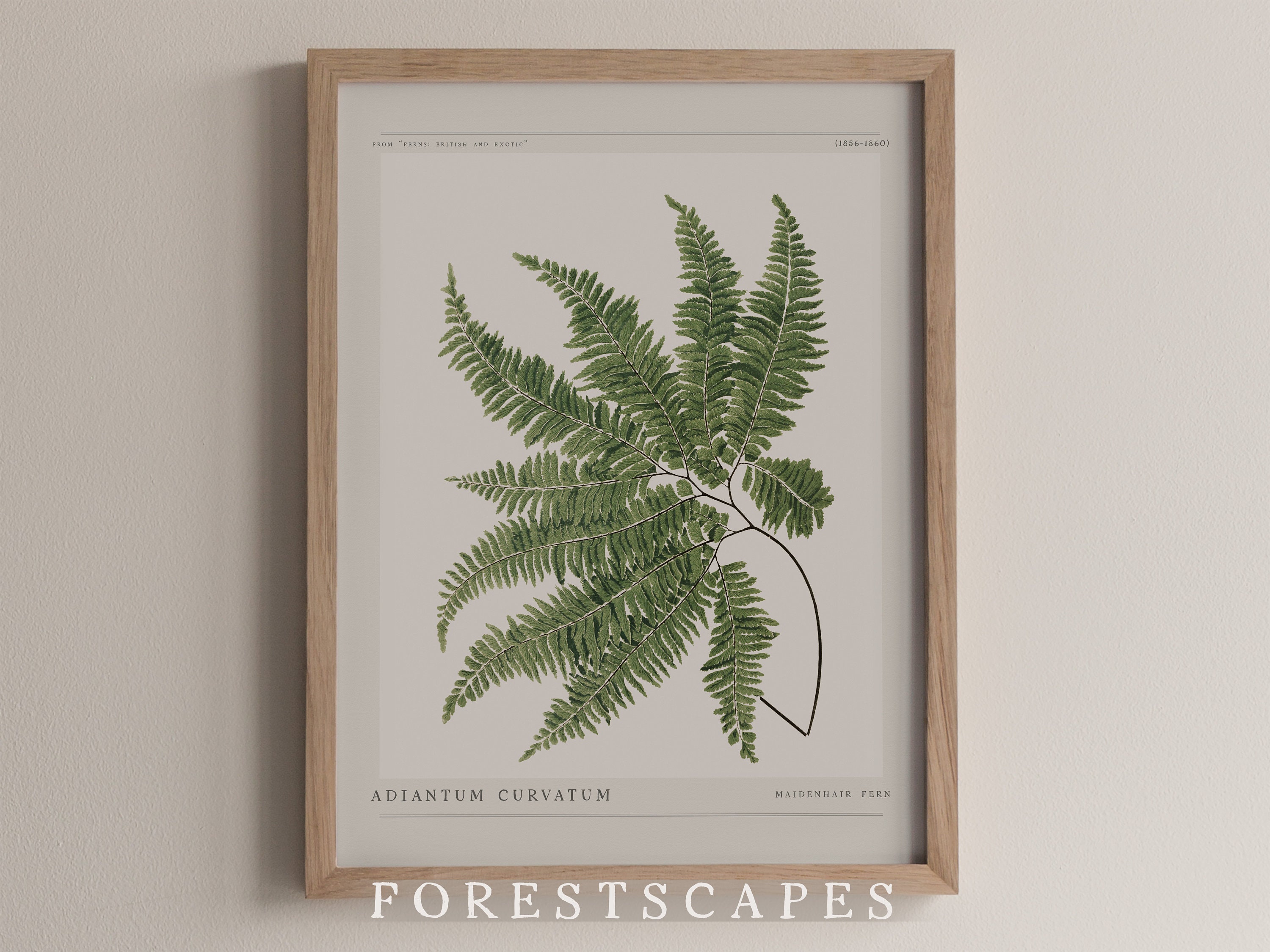 Vintage Fern Poster 12 Botanical Illustration Wall Art DIGITAL DOWNLOAD ...