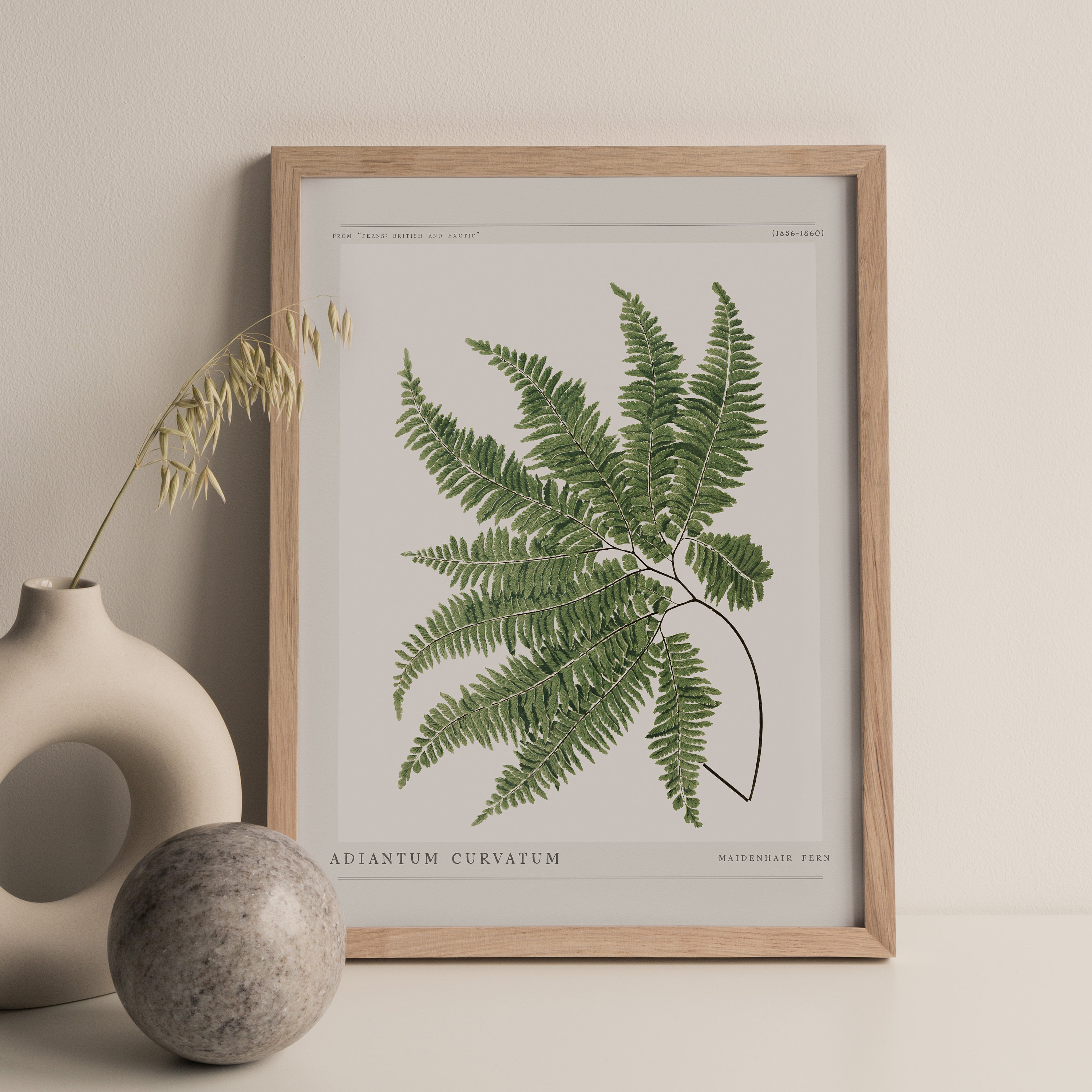 Vintage Fern Poster 12 Botanical Illustration Wall Art DIGITAL DOWNLOAD ...