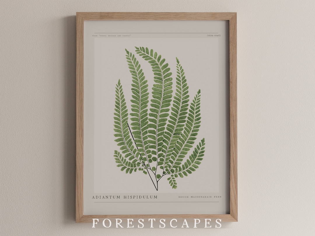 Vintage Fern Poster 01 | Botanical Illustration Wall Art | DIGITAL ...