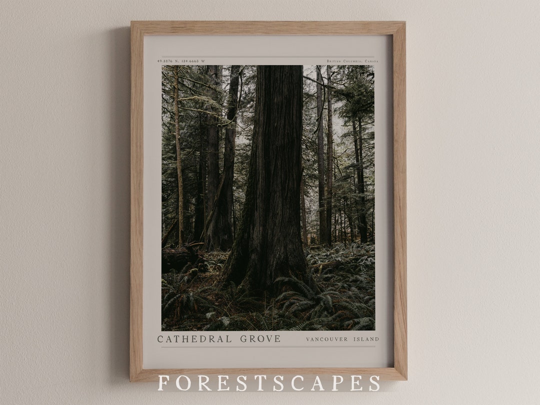 Cathedral Grove Poster | DIGITAL DOWNLOAD PRINT | Canada Travel Gift ...