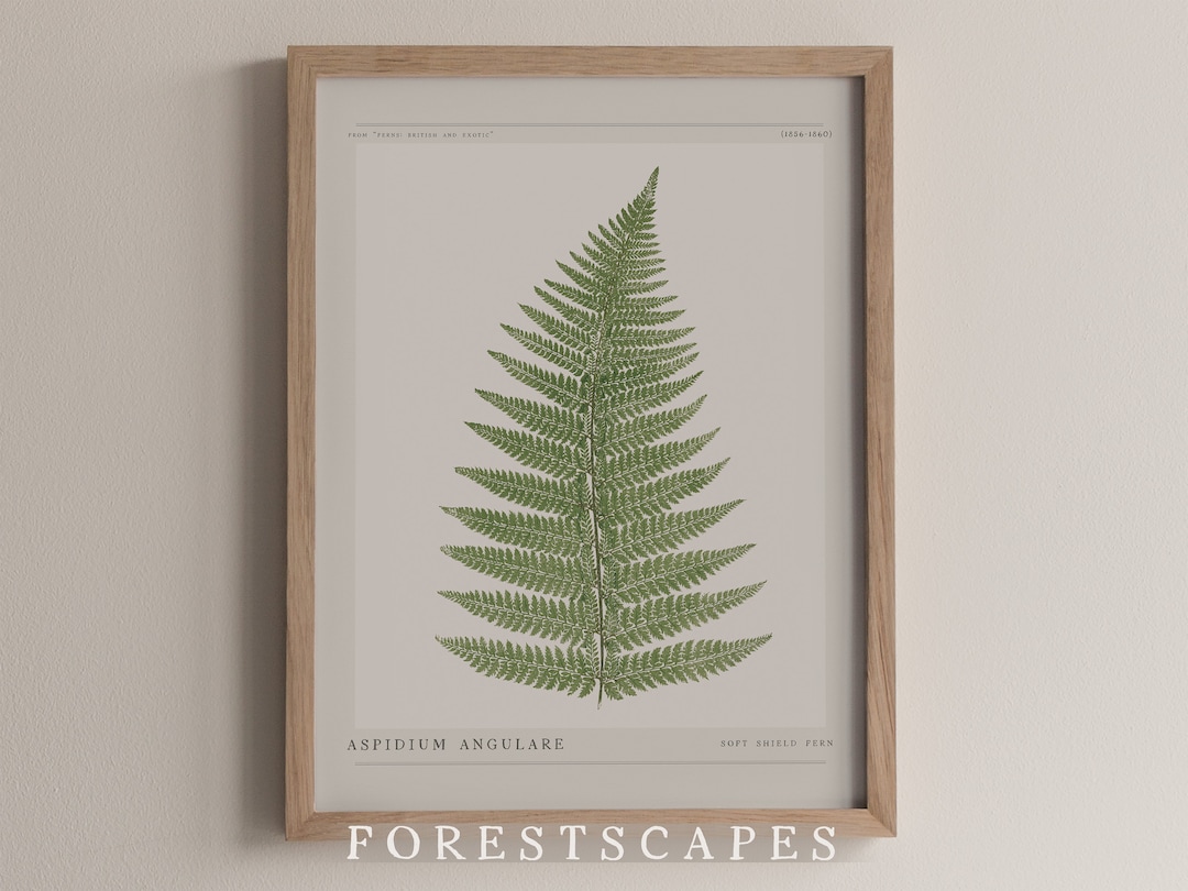 Vintage Fern Poster 05 | Botanical Illustration Wall Art | DIGITAL ...