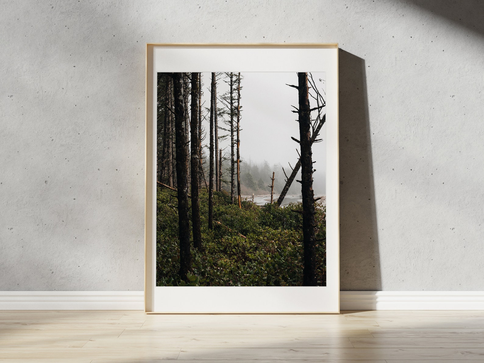 Rainforest Trail Tofino Print | Pacific Rim National Park, British ...