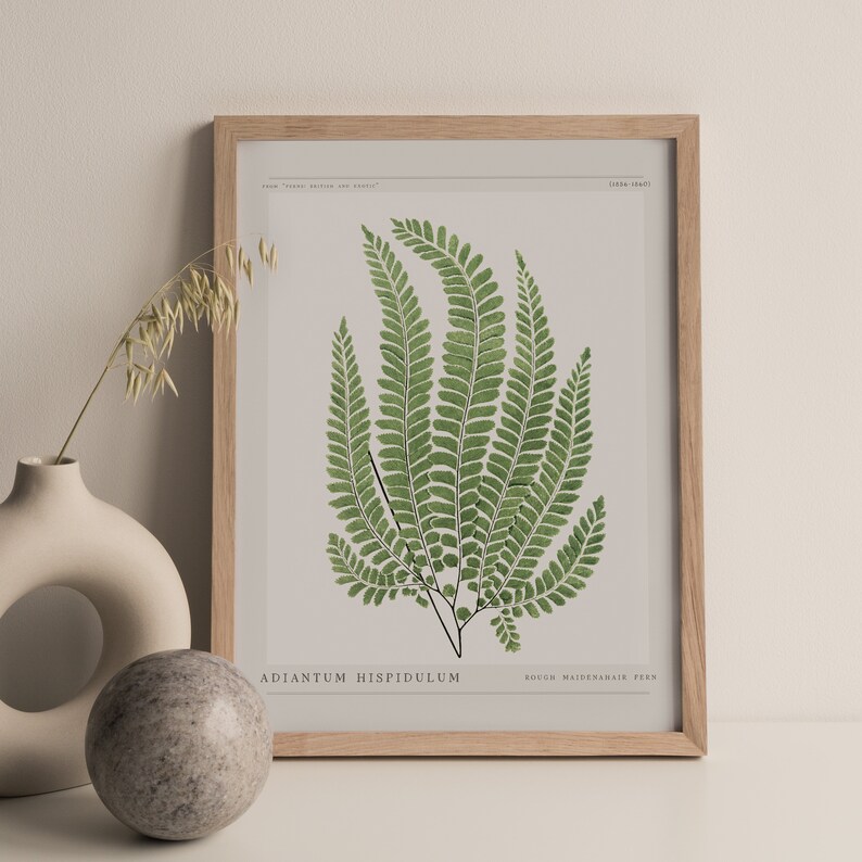 Vintage Fern Poster 01 Botanical Illustration Wall Art DIGITAL DOWNLOAD ...