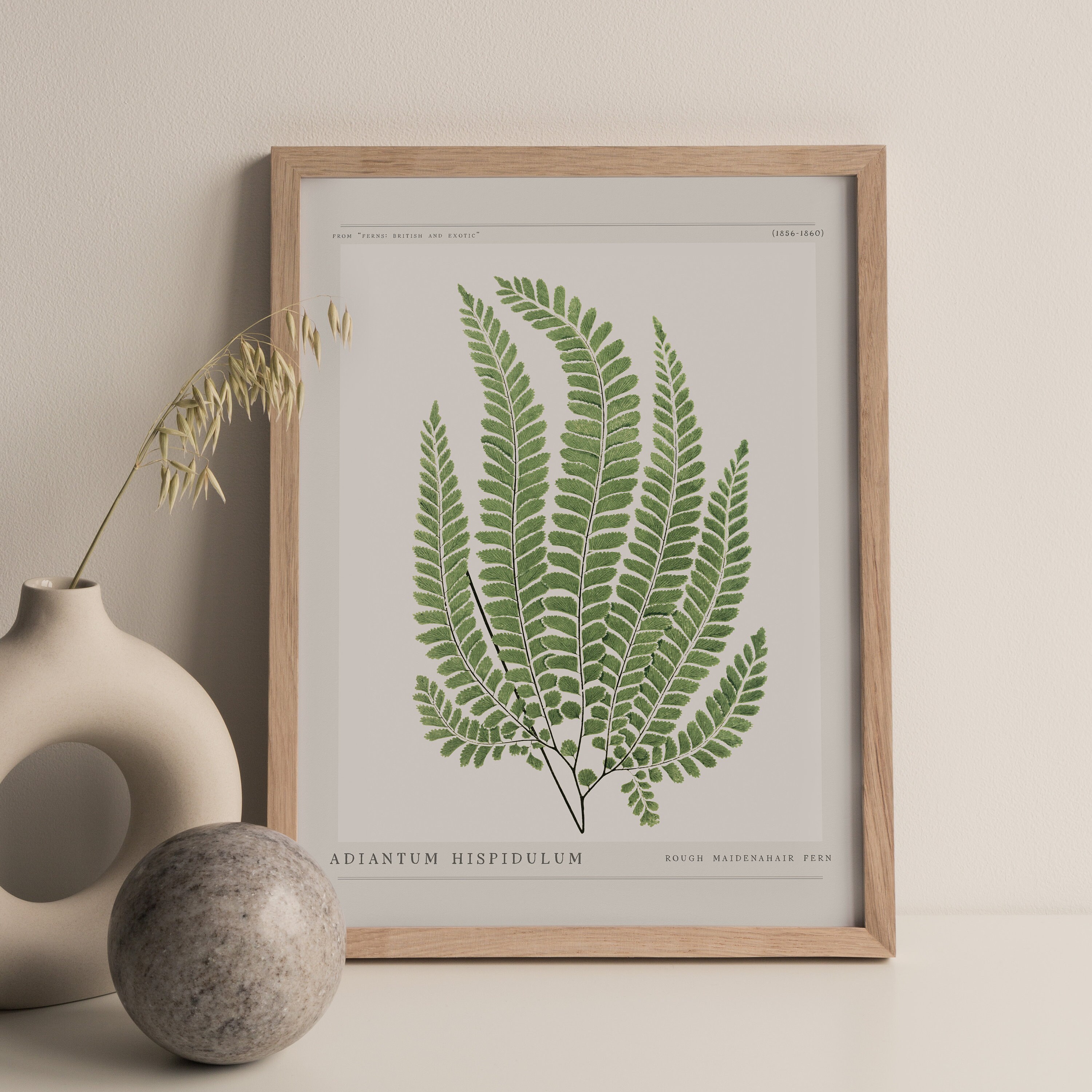 Vintage Fern Poster 01 Botanical Illustration Wall Art DIGITAL DOWNLOAD ...