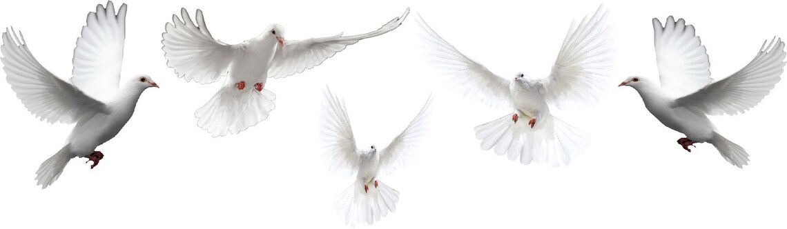 Dove Wall Decals Dove Wall Murals Dove Wall Stickers Peel and - Etsy Canada