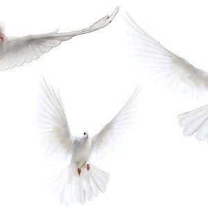 Dove Wall Decals Dove Wall Murals Dove Wall Stickers Peel and - Etsy Canada