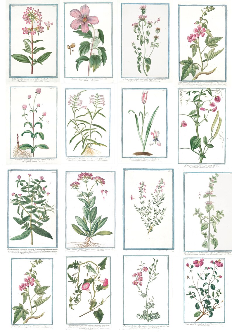 Vintage Botanical Prints Set, Pink Cottagecore Wall Art (digital ...
