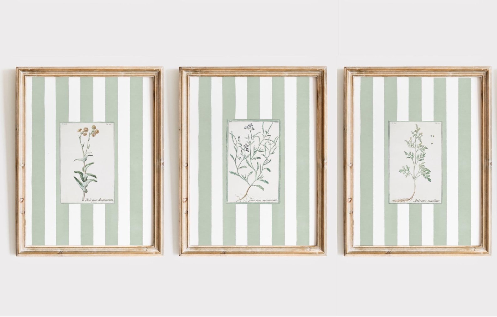 Sage Green Botanical Prints, Striped Background, Set of 4 (digital ...