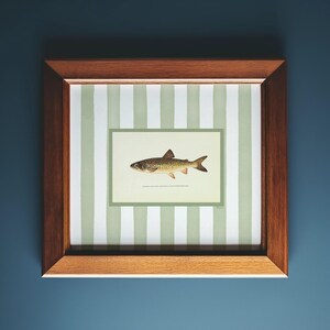 Trout Art Prints, Vintage Fishing Illustration, Green Stripes (digital ...