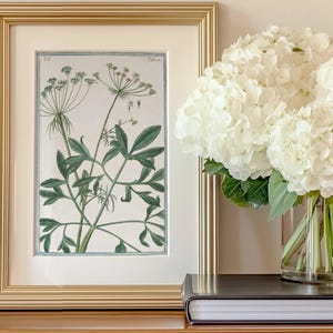Antique White Botanical Prints, Cottage Style Wall Art (digital ...