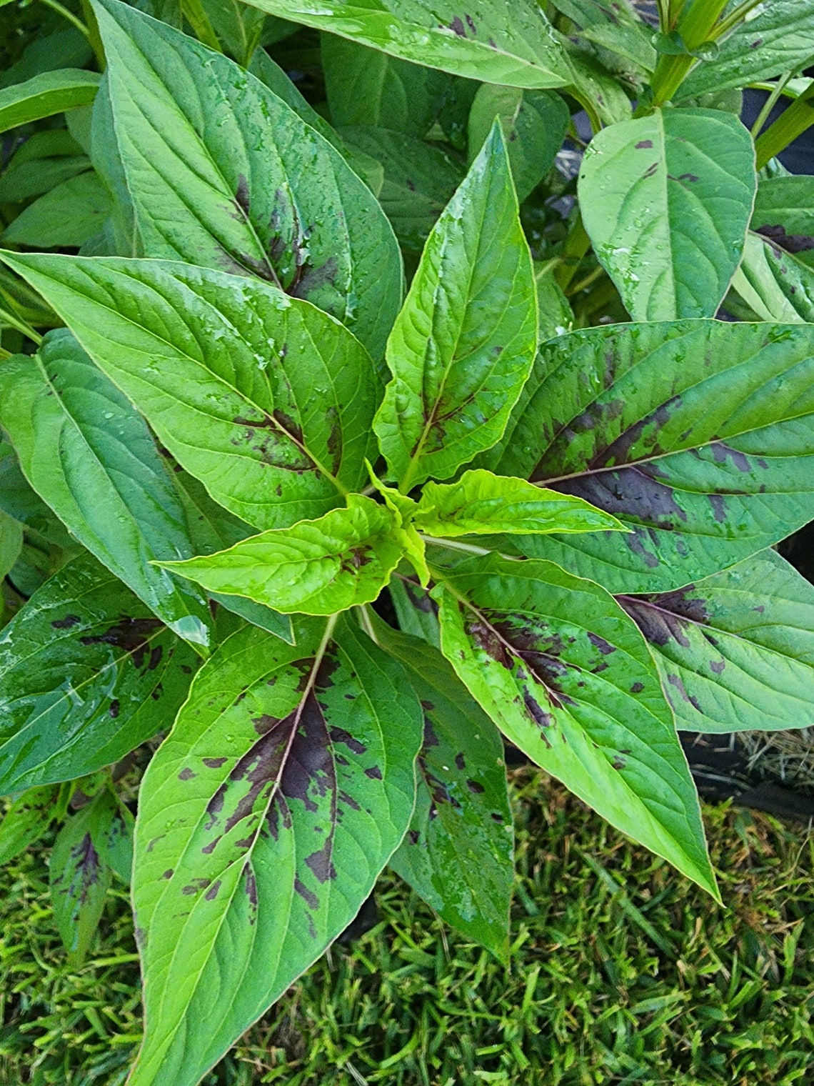 Efo Shoko Seeds Lagos Spinach Celosia Nigerian Spinach Spinach ...