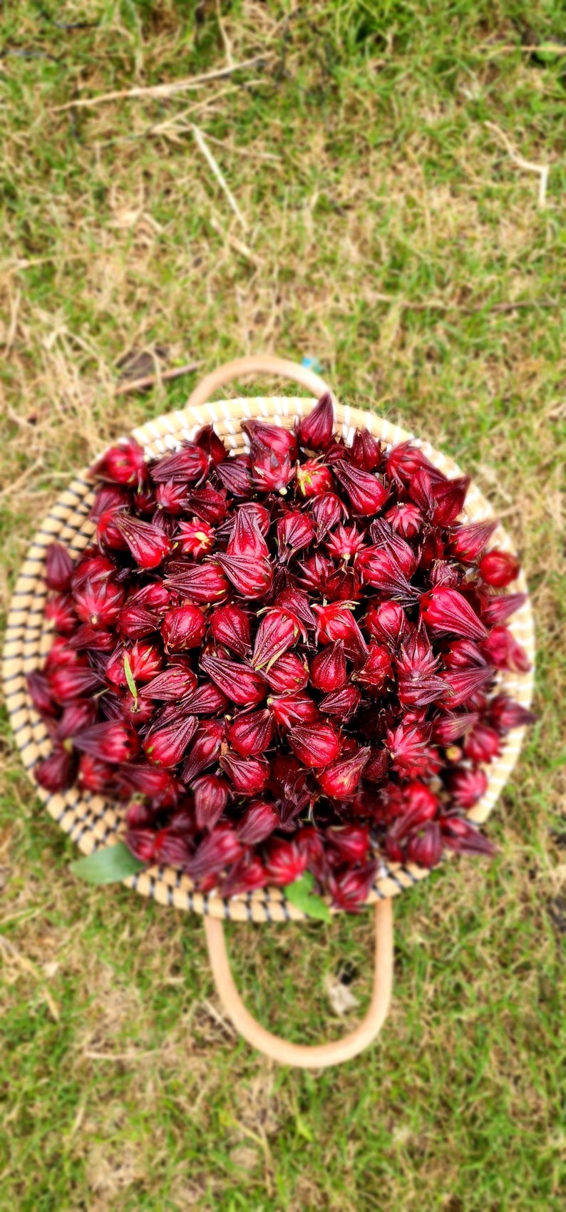 Roselle Hibiscus Seedling | Hibiscus Sabdariffa Seedling - Etsy