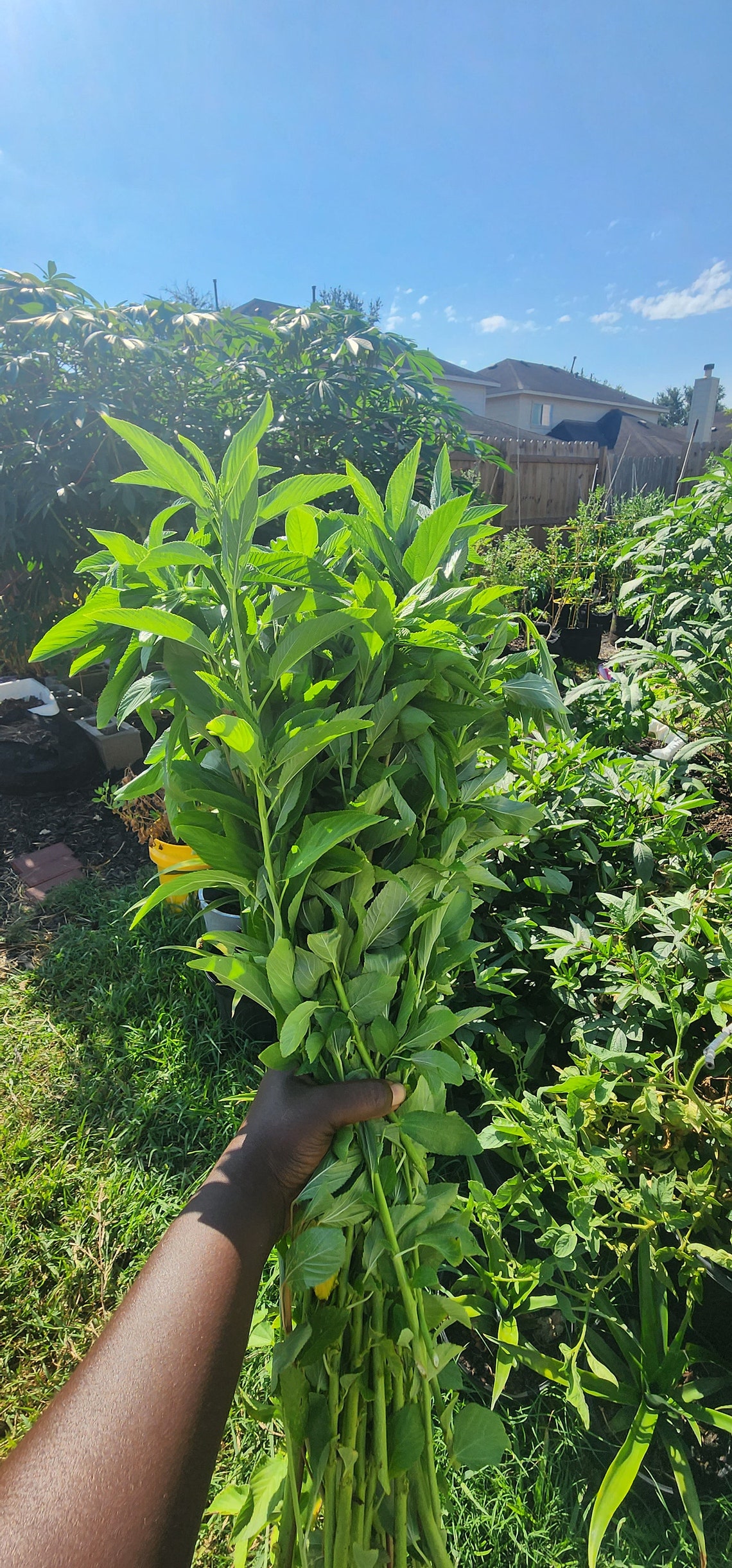 Ewedu Seeds Egyipitan Spinach Jute Leaves Molokhia - Etsy