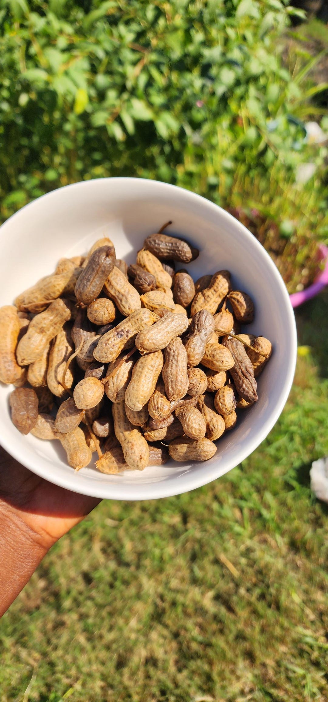 Peanuts Naija Peanuts Black Peanuts - Etsy