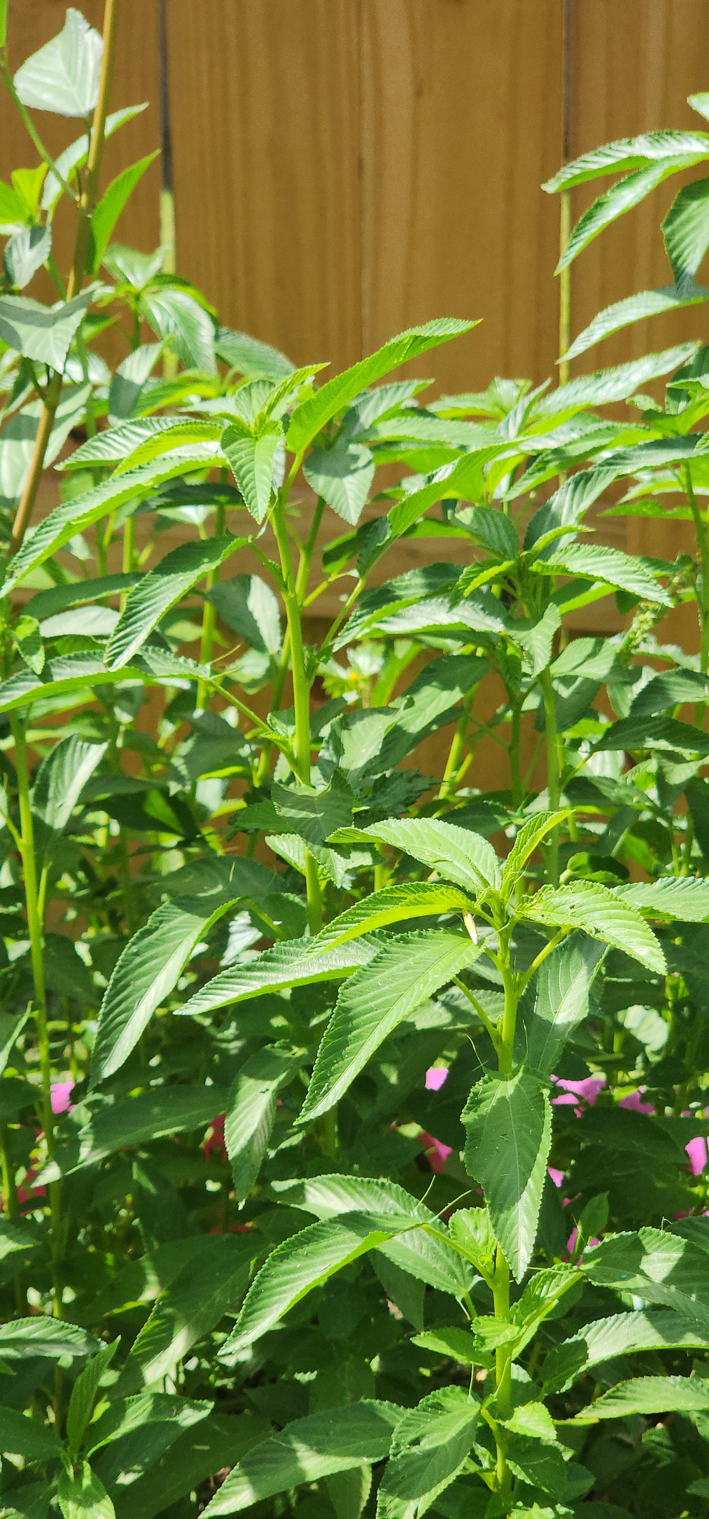 Ewedu Seeds Egyipitan Spinach Jute Leaves Molokhia - Etsy