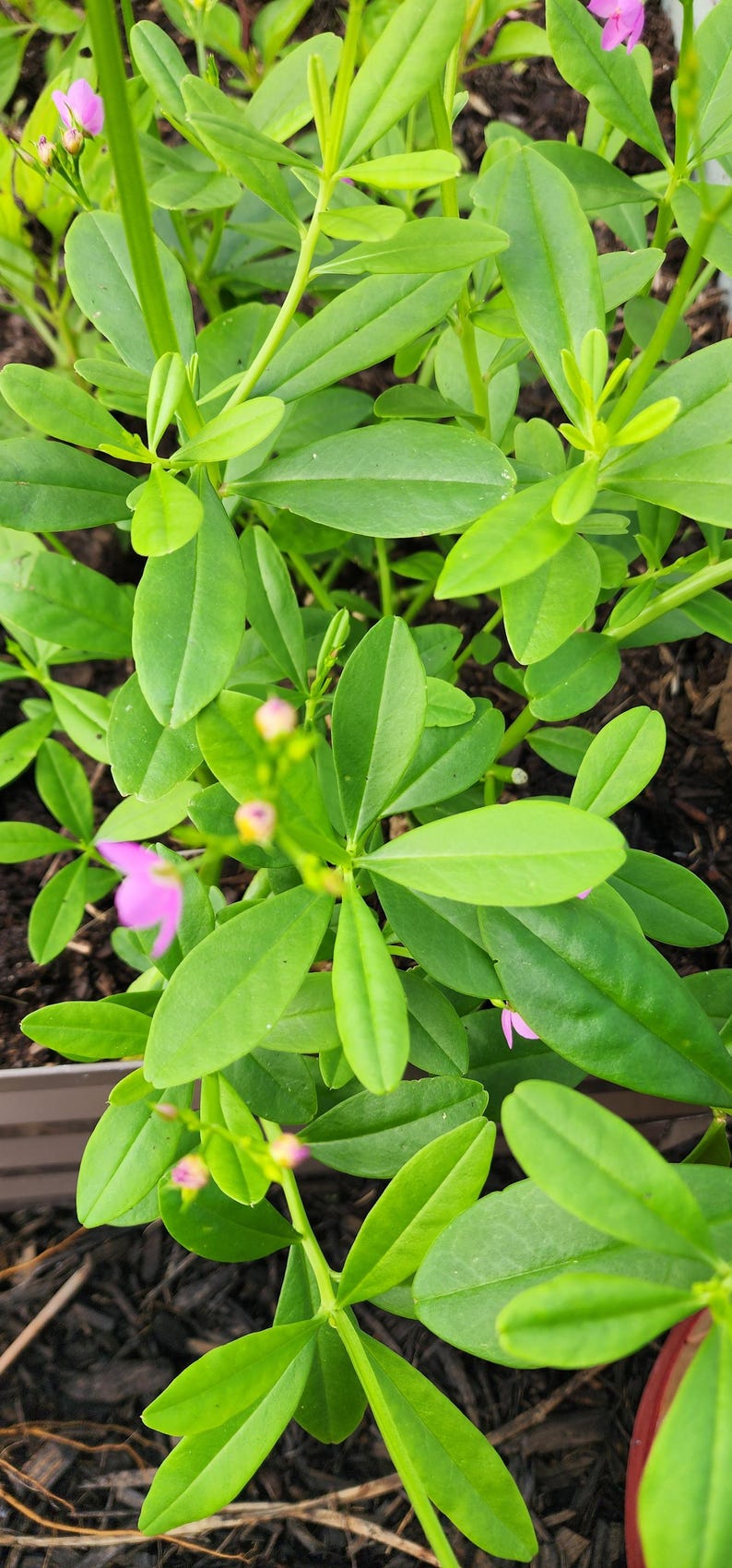 Organic Efo Gbure Seeds (100/200 Seeds) – Waterleaf Vegetable for ...