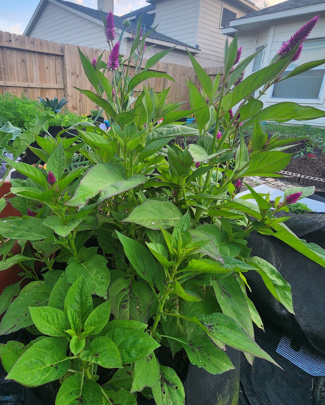 Efo Shoko Seeds Lagos Spinach Celosia Nigerian Spinach Spinach ...
