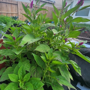 Efo Shoko Seeds Lagos Spinach Celosia Nigerian Spinach Spinach ...