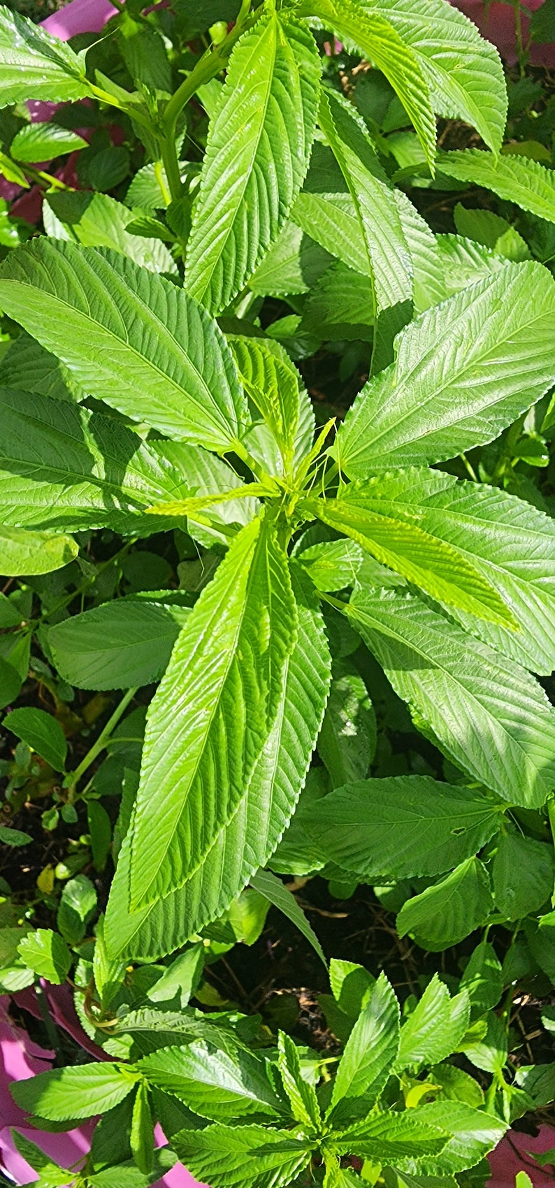Ewedu Seeds Egyipitan Spinach Jute Leaves Molokhia - Etsy