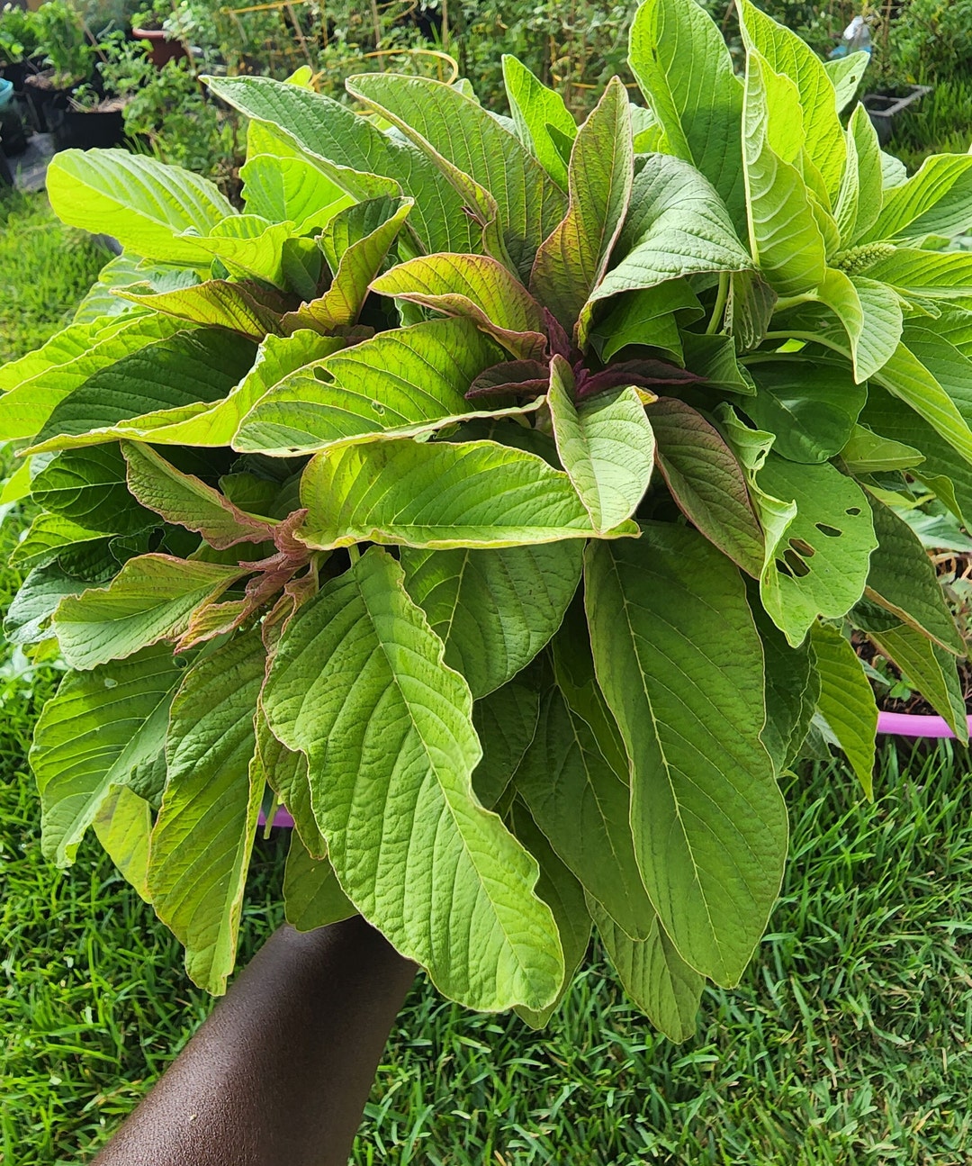 Efo Tete African Spinach Amaranth Callaloo - Etsy